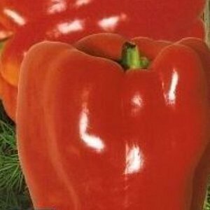 Перец сладкий Толстый барон