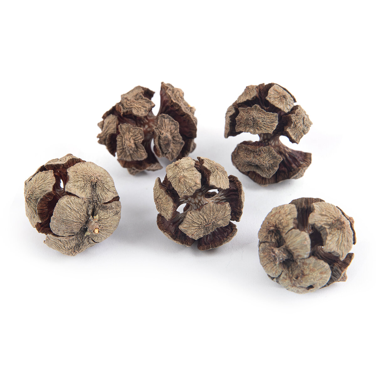 Blumentag PIF-10-NE03 Шишки кипариса диаметром 2.5 см ±1, 5 шт, вес 15 г ±5 г для флористики