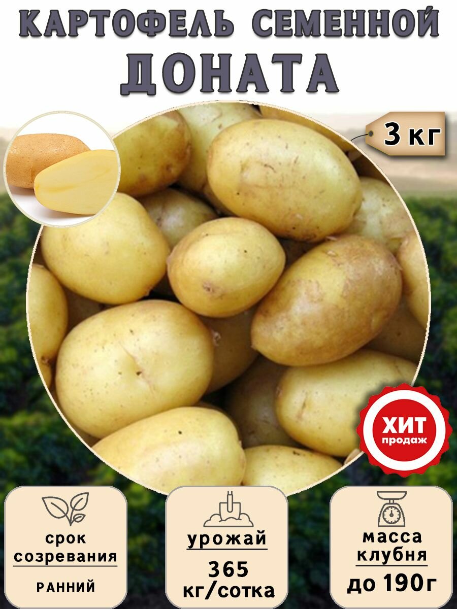 Клубни картофеля на посадку Доната (суперэлита) 3 кг Ранний