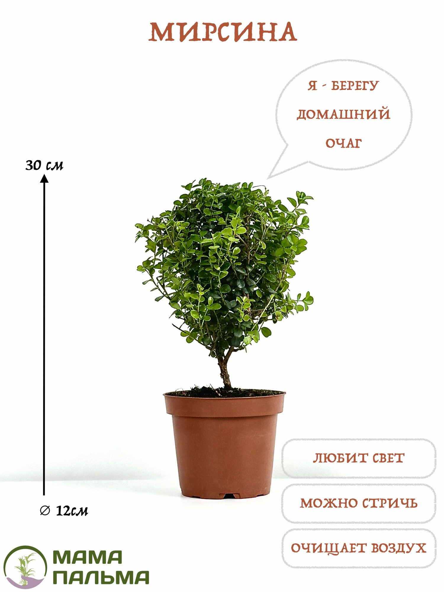 Живое растение Мирсина карликовое дерево в горшке D12 высота 30 см