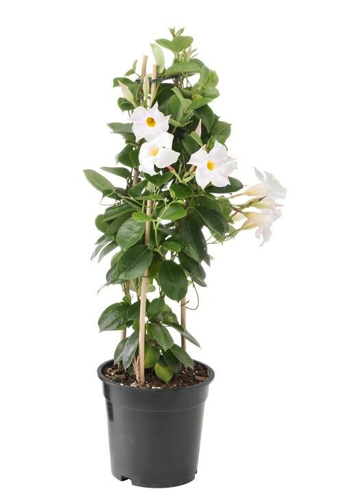 Мандевилла или Дипладения белая - Mandevilla D17 H60