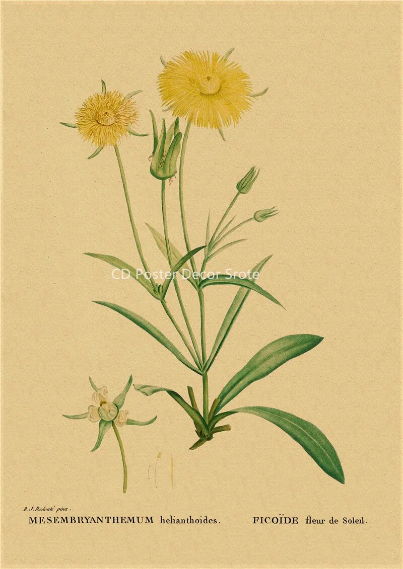 Плакат ботаническая иллюстрация А4/A3 крафт бумага 25, A3 16.5x11.8inch