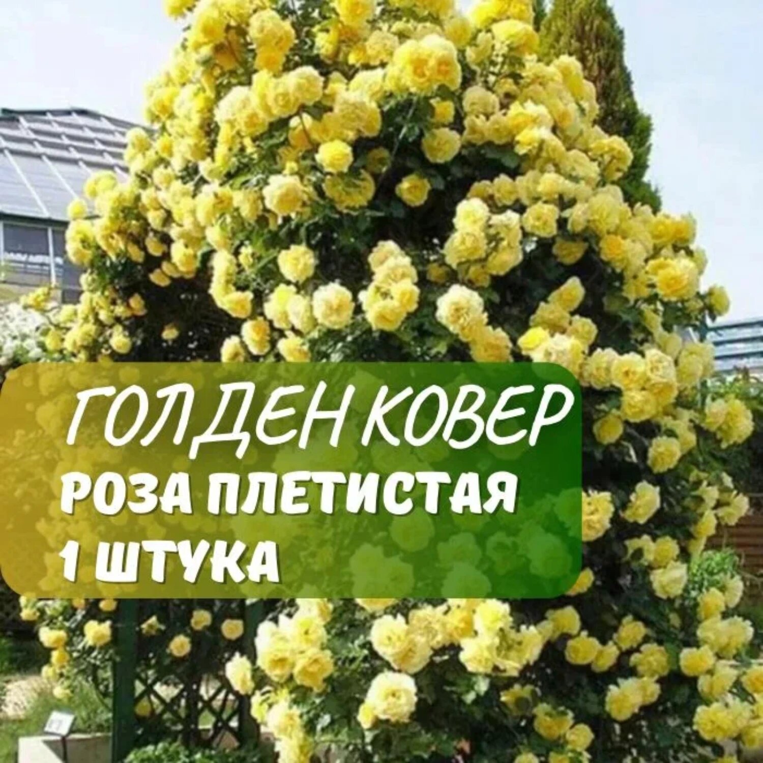 Роза "Голден Ковер", 1 саж , плетистая, желтая, многолетняя, высота 30-50 см