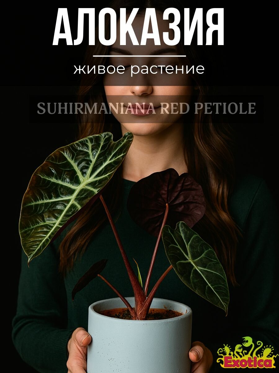 Алоказия Сухирманиана Ред Петрол (Alocasia Suhirmaniana Red Petiole) D6см, комнатное растение