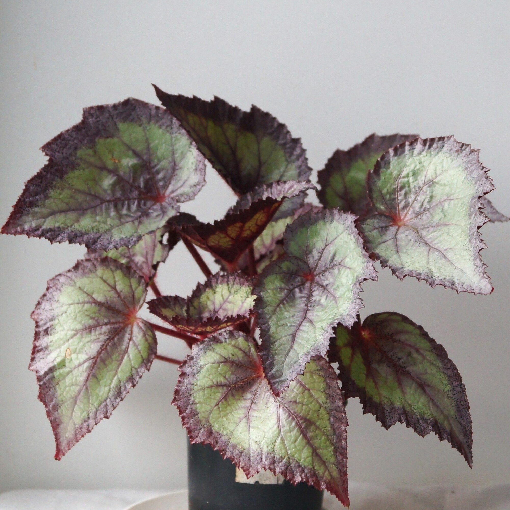 Бегония декоративно-лиственная DS-Glamorous