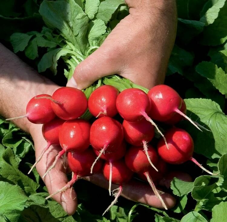 Коллекционные семена редиса Регге/