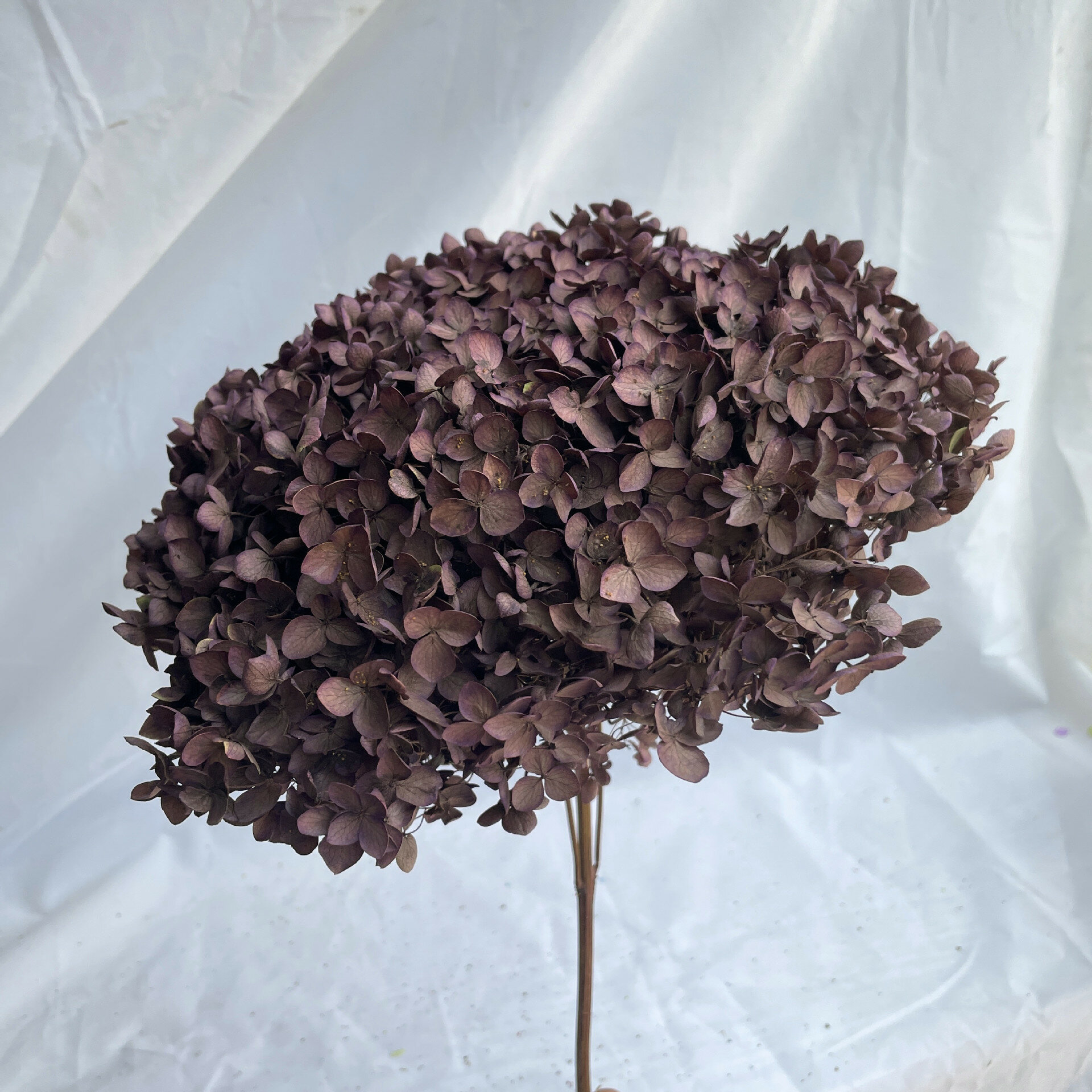 Аранжировщик цветов, одиночная ветка, подарок Анны, гортензия, сушеный цветок, вечная гортензия, домашний декор, цветочная композиция, многоцветная