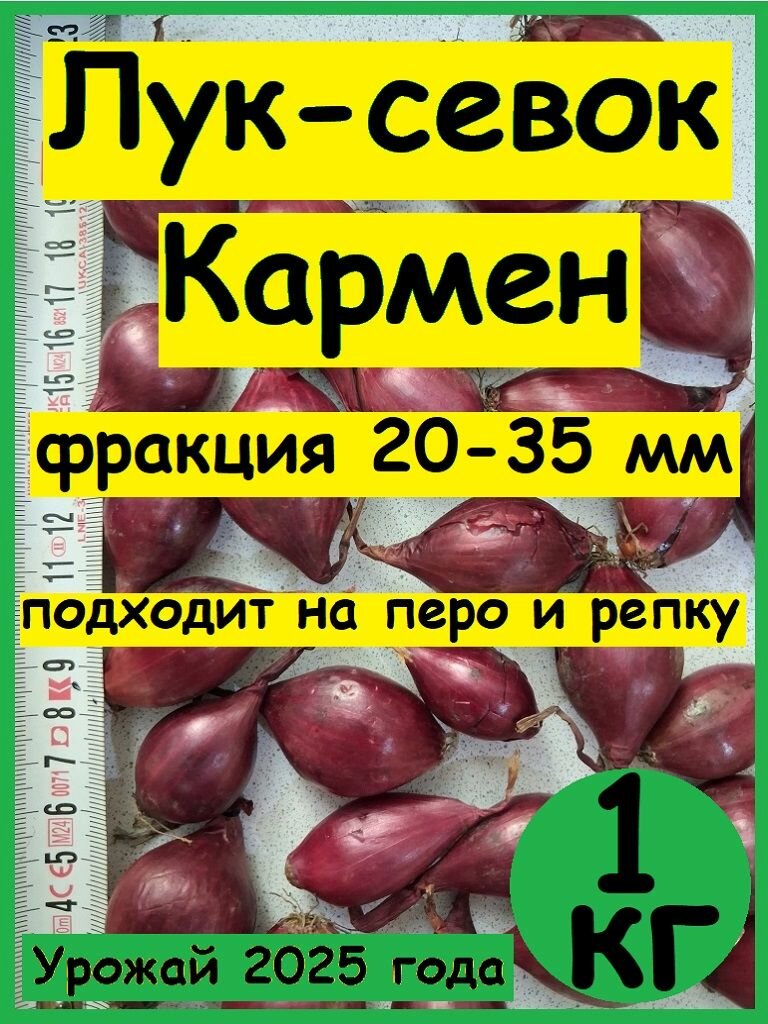 Лук севок сорт кармен. Фракция 20-35 мм