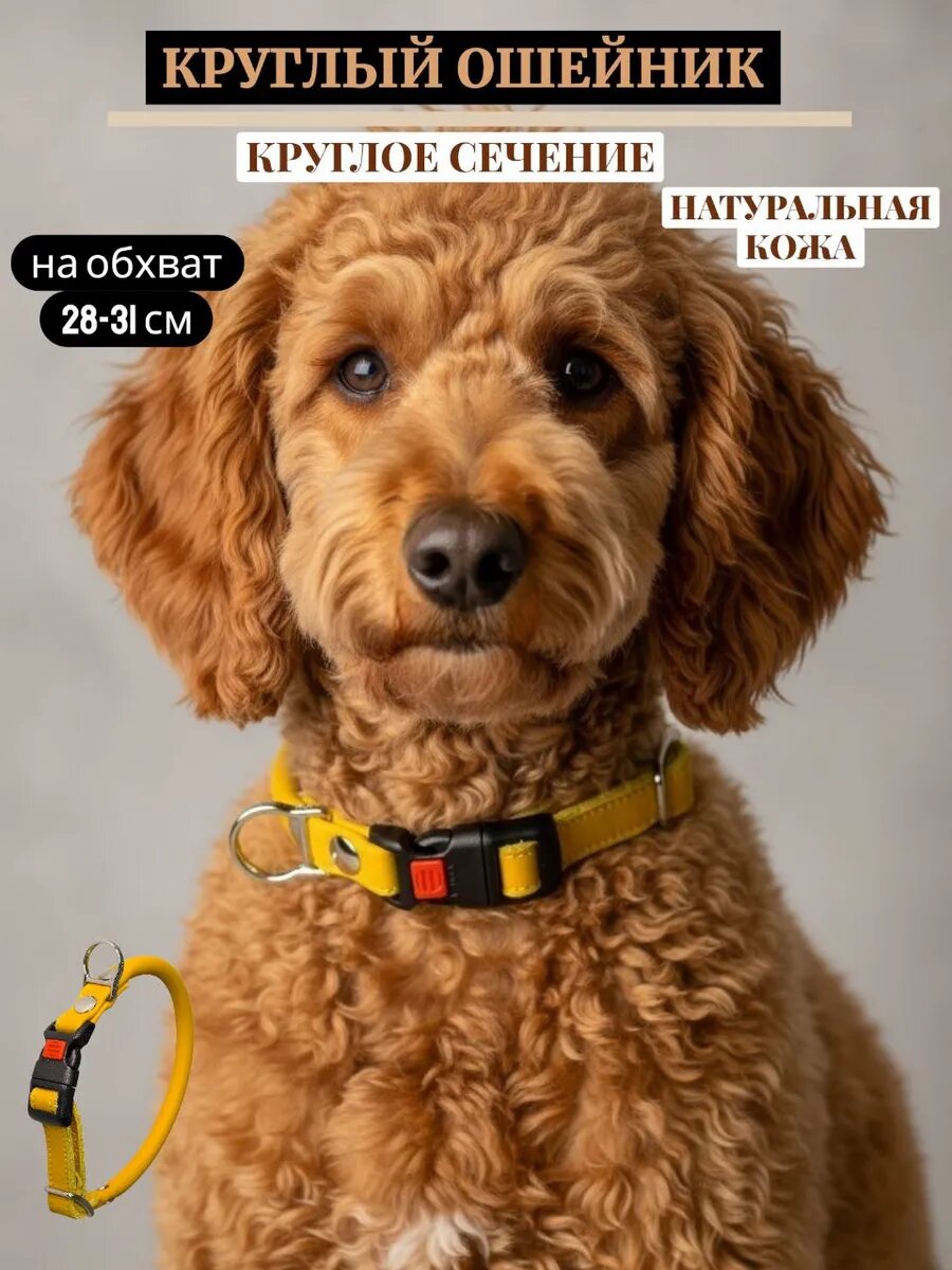 Dogbond Ошейник для шпица круглый кожаный 28-31 см