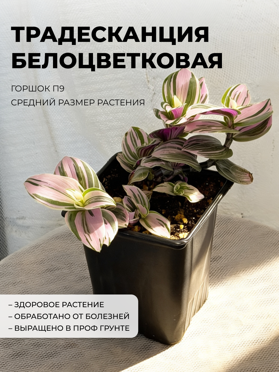 Традесканция комнатная Белоцветковая растение в горшке П9, 1шт.
