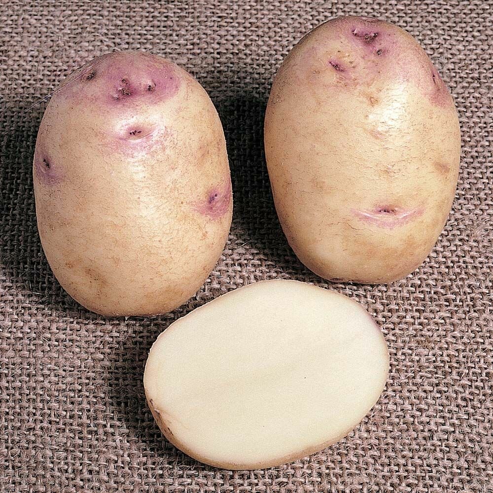 Семена Картофель Пикассо — фото 1
