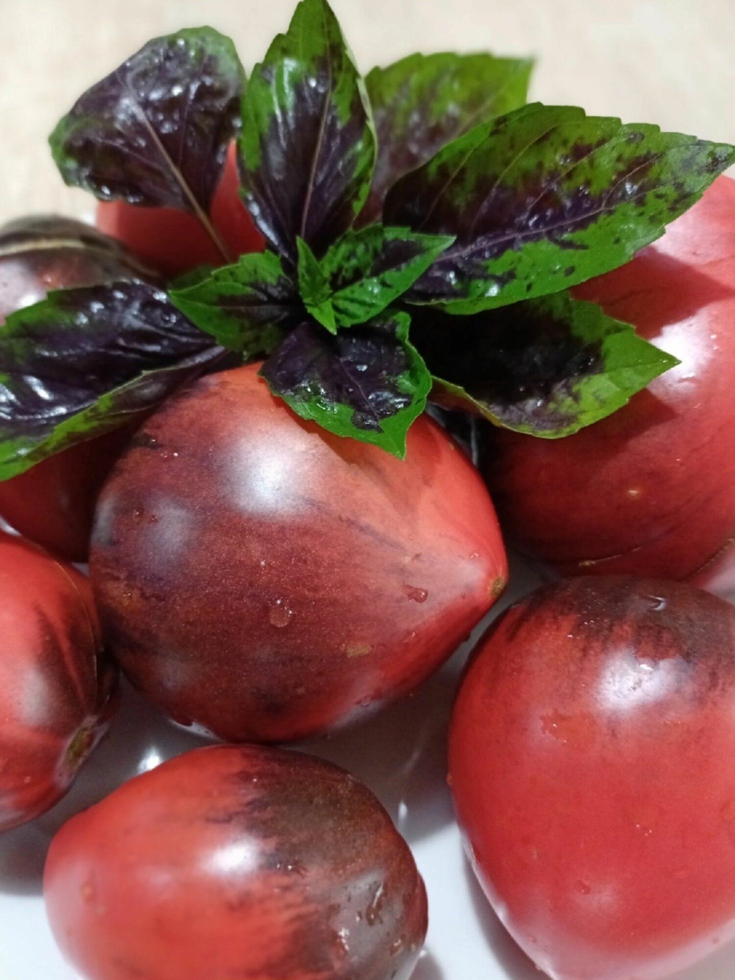 "Сержант Пеппер" семена томата 10 шт. Коллекционный сорт.