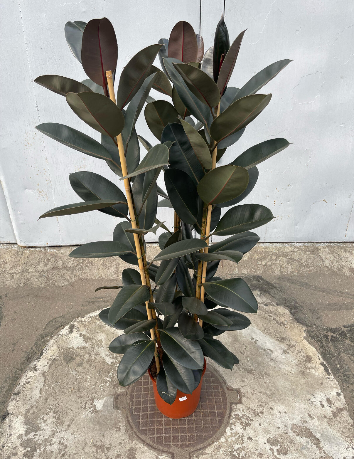 Фикус Эластика Абиджан 3 ствола / 200 см.