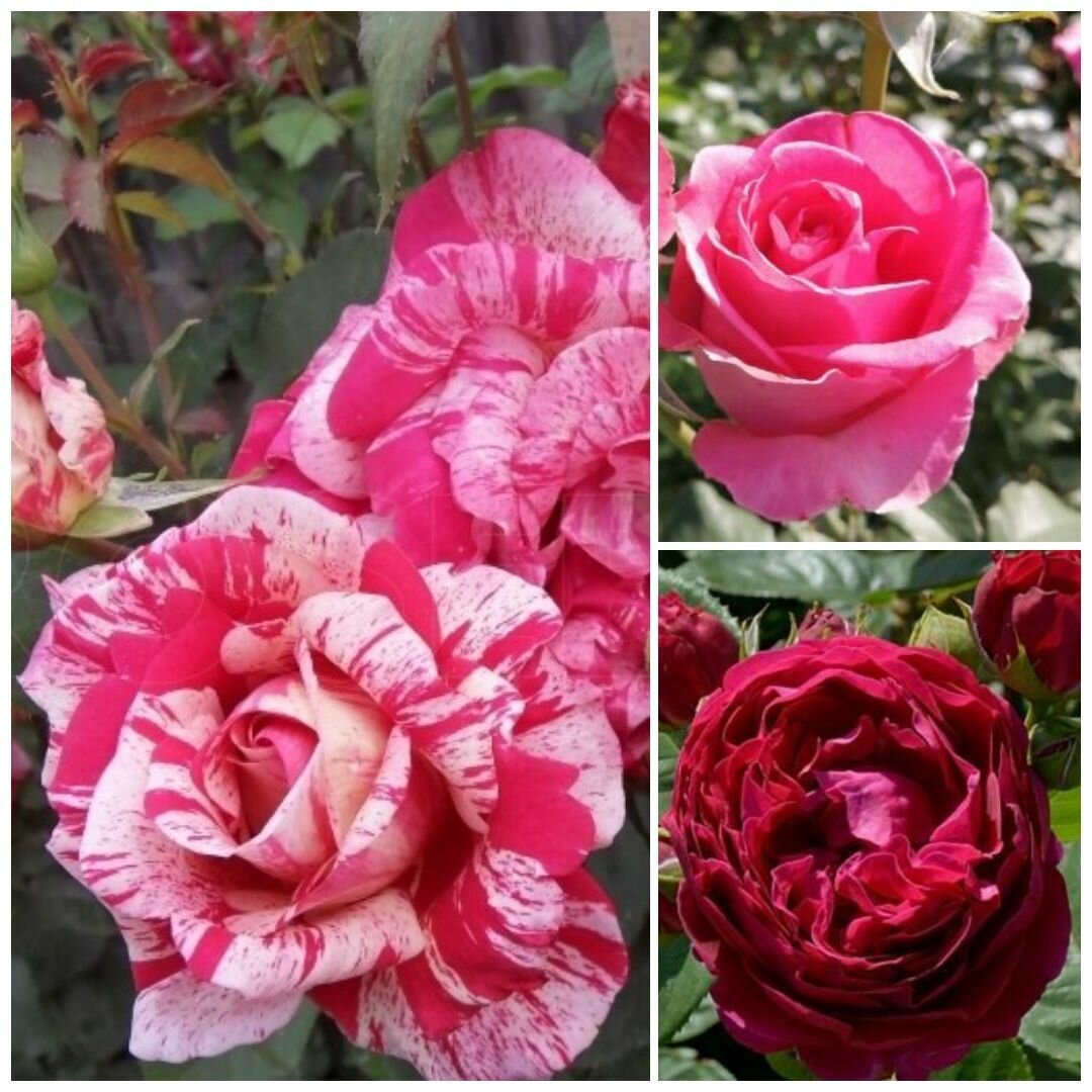 Комплект чайно-гибридных роз Маха 3 шт