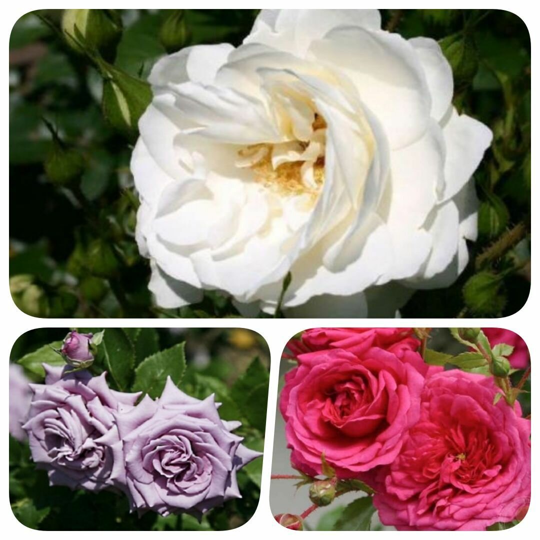 Комплект плетистых роз Вайс 3 шт