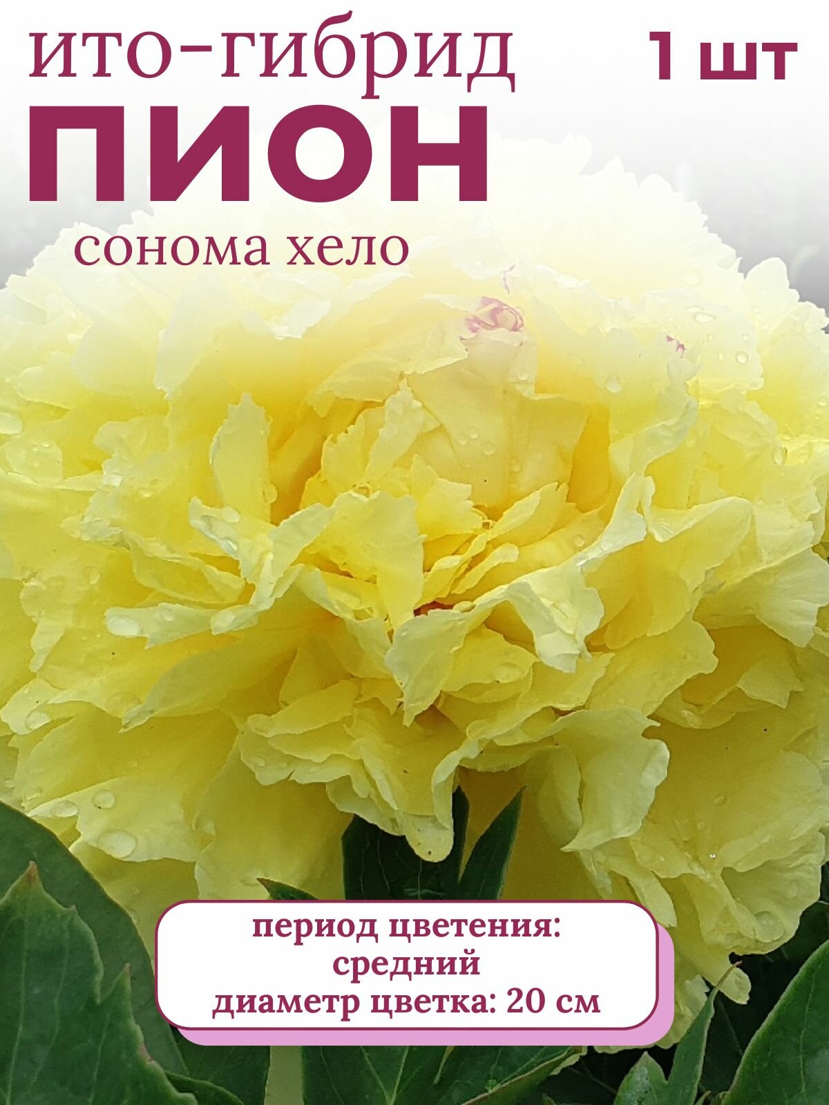 Пион ИТО-гибрид, многолетние цветы 1 шт