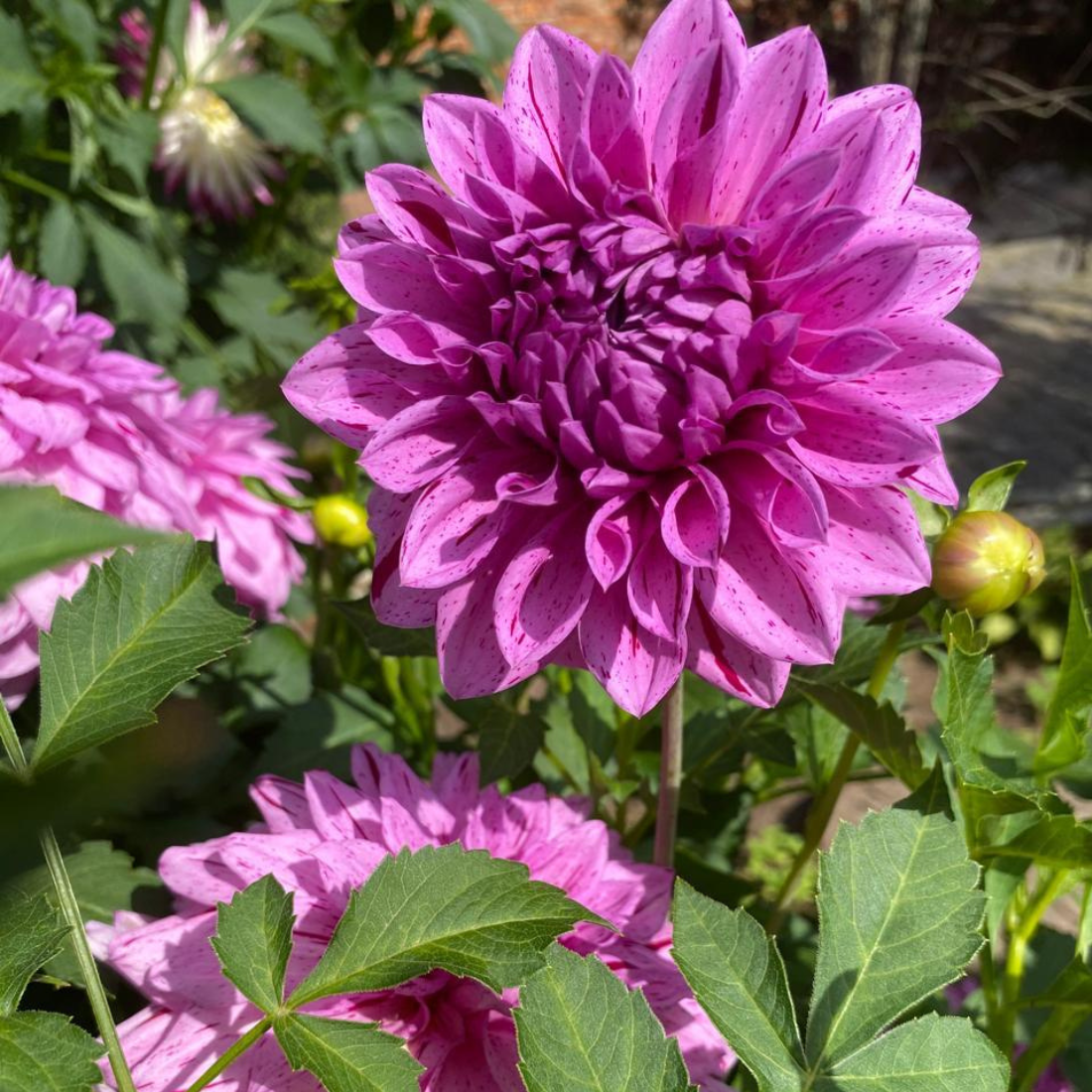 Клубни цветов, chipollino flowers, Георгина KARMA LAGOON( 1 клубень )