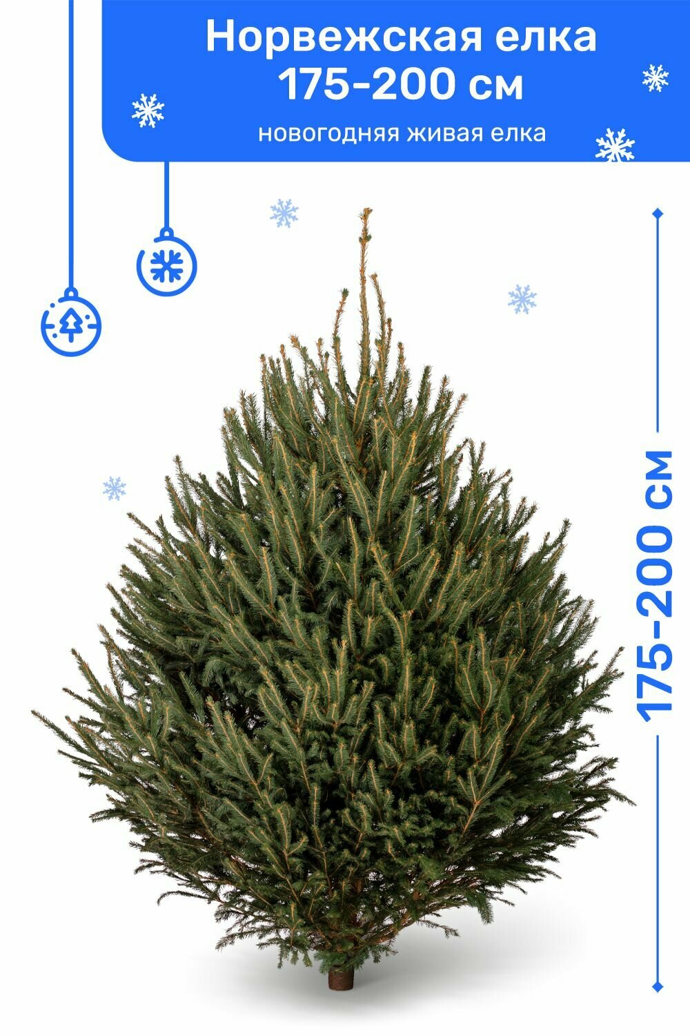 Ель Норвежская, новогодняя живая елка, 175-200 см