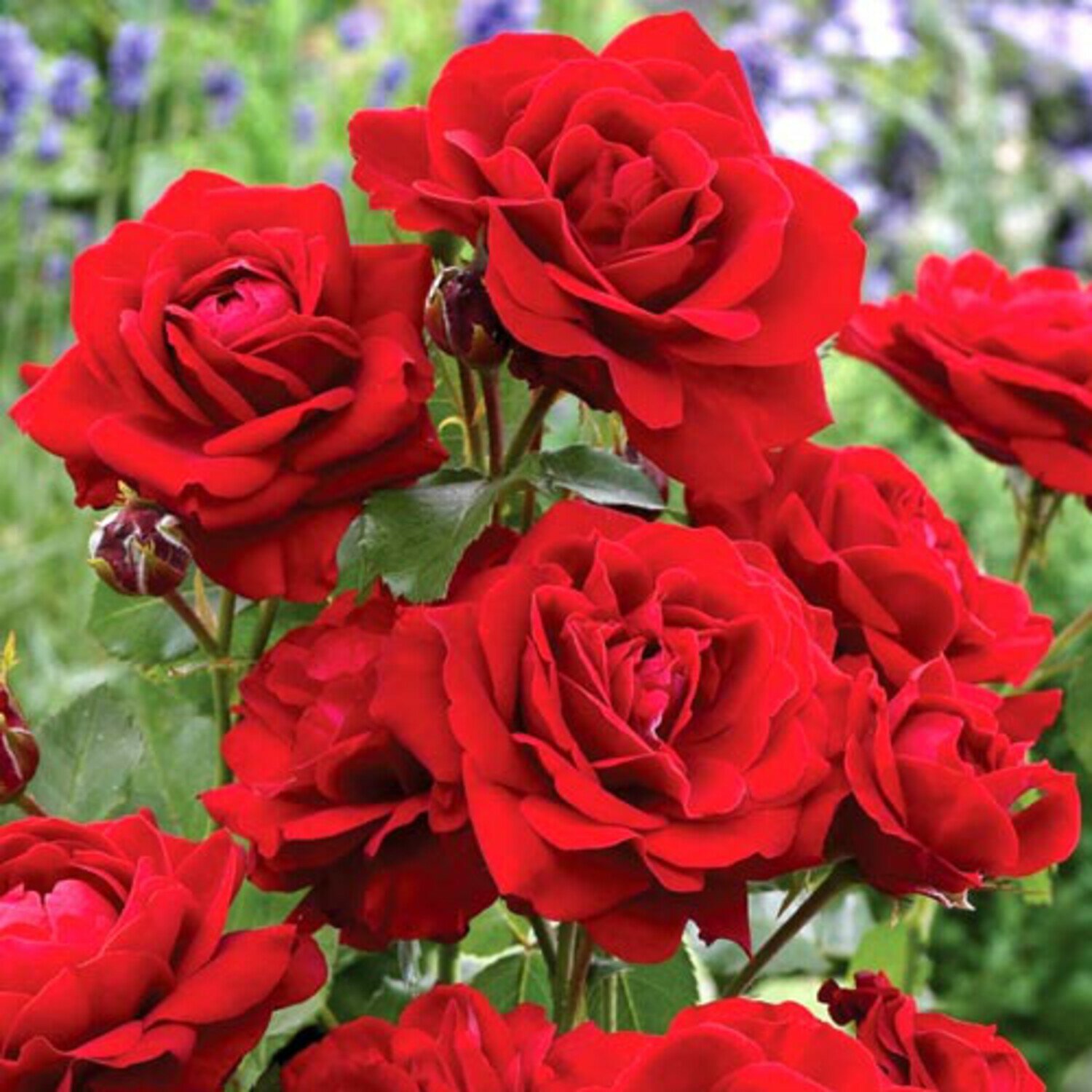 Роза флорибунда Блэк Черри (Black Cherry) / 1 шт, морозостойкий сорт