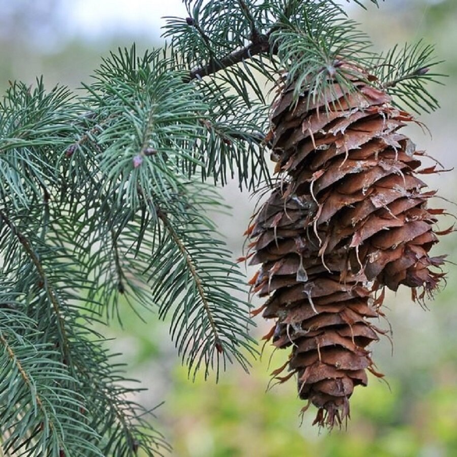 Семена Деодар Псевдотсуга Мензиса сизая Glauca 15 шт.