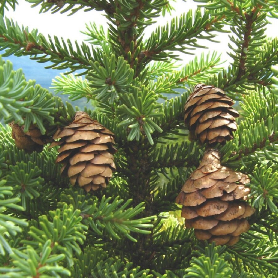 Семена Deodar SEEDS COMPANY Ель черная 20 шт.