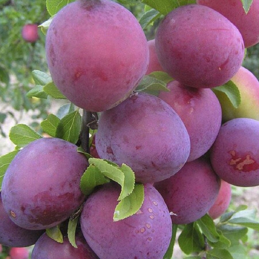 Семена Deodar SEEDS COMPANY Слива обильная 5 шт.