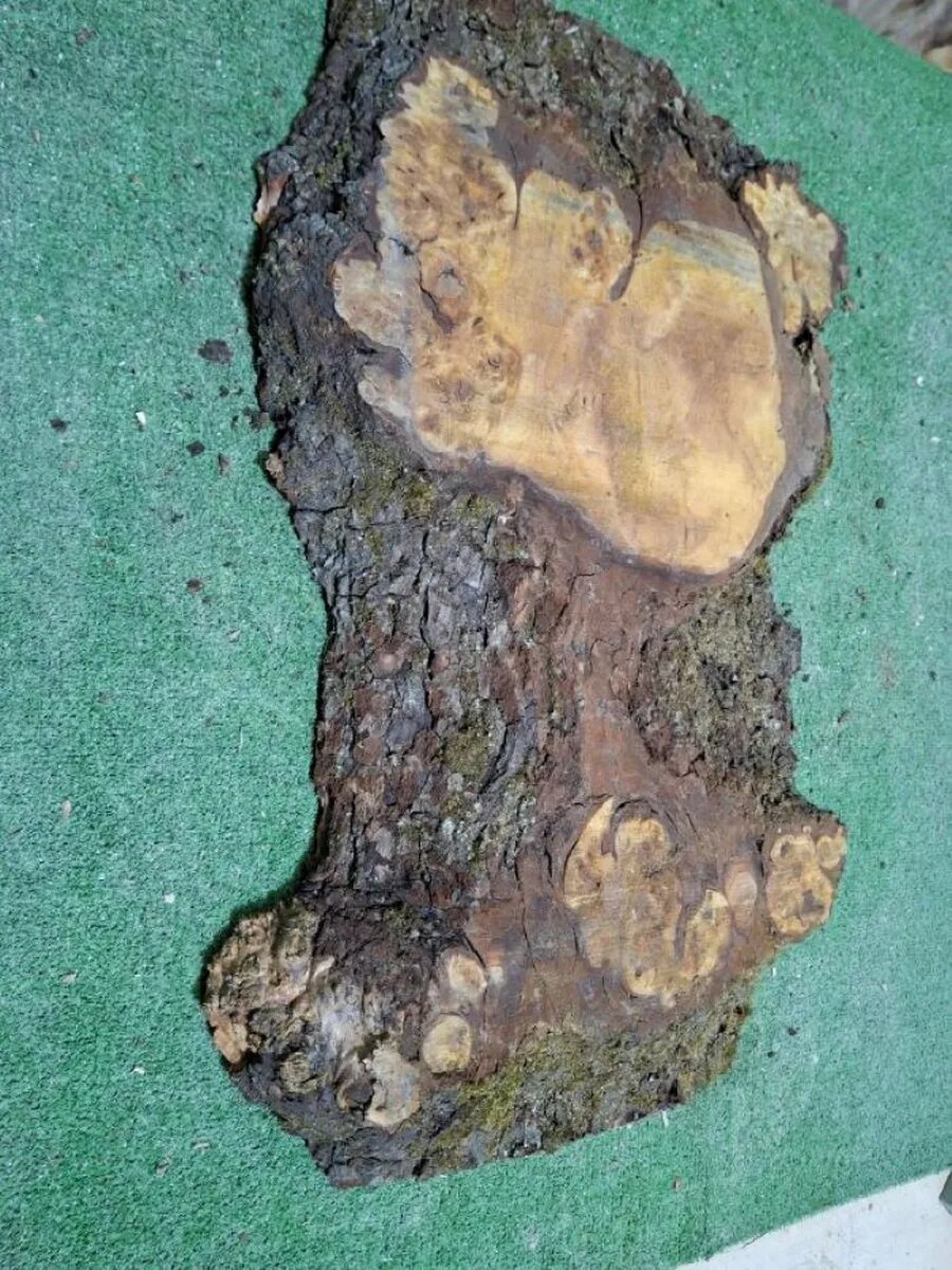 Слэб массив каповая ольха (680-450-60мм)