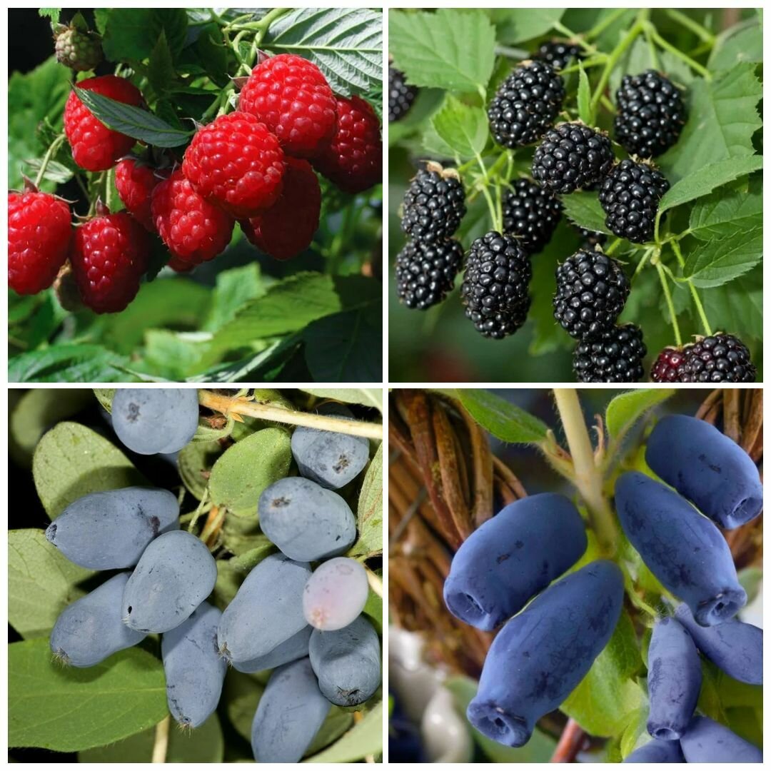 Комплект саженцев Гармоничный аккорд 4 шт