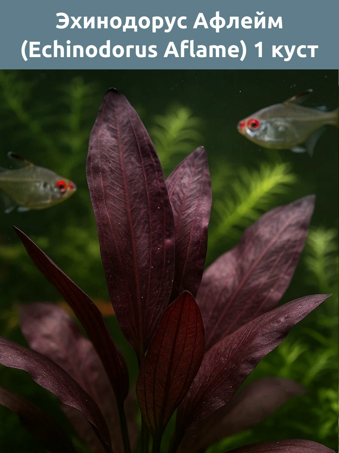 Аквариумное растение "Эхинодорус Афлейм" , живое аквариумное растение