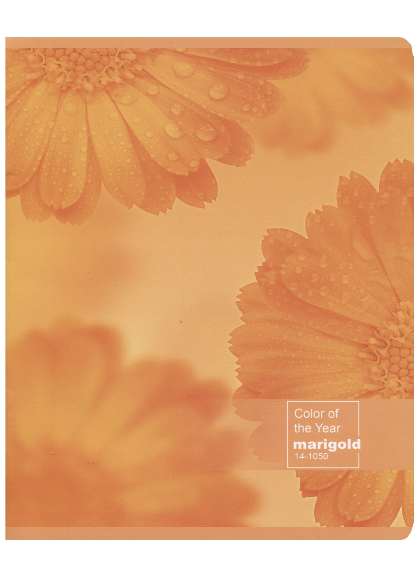 Тетрадь в линейку Academy Style, "Календула", 96 листов