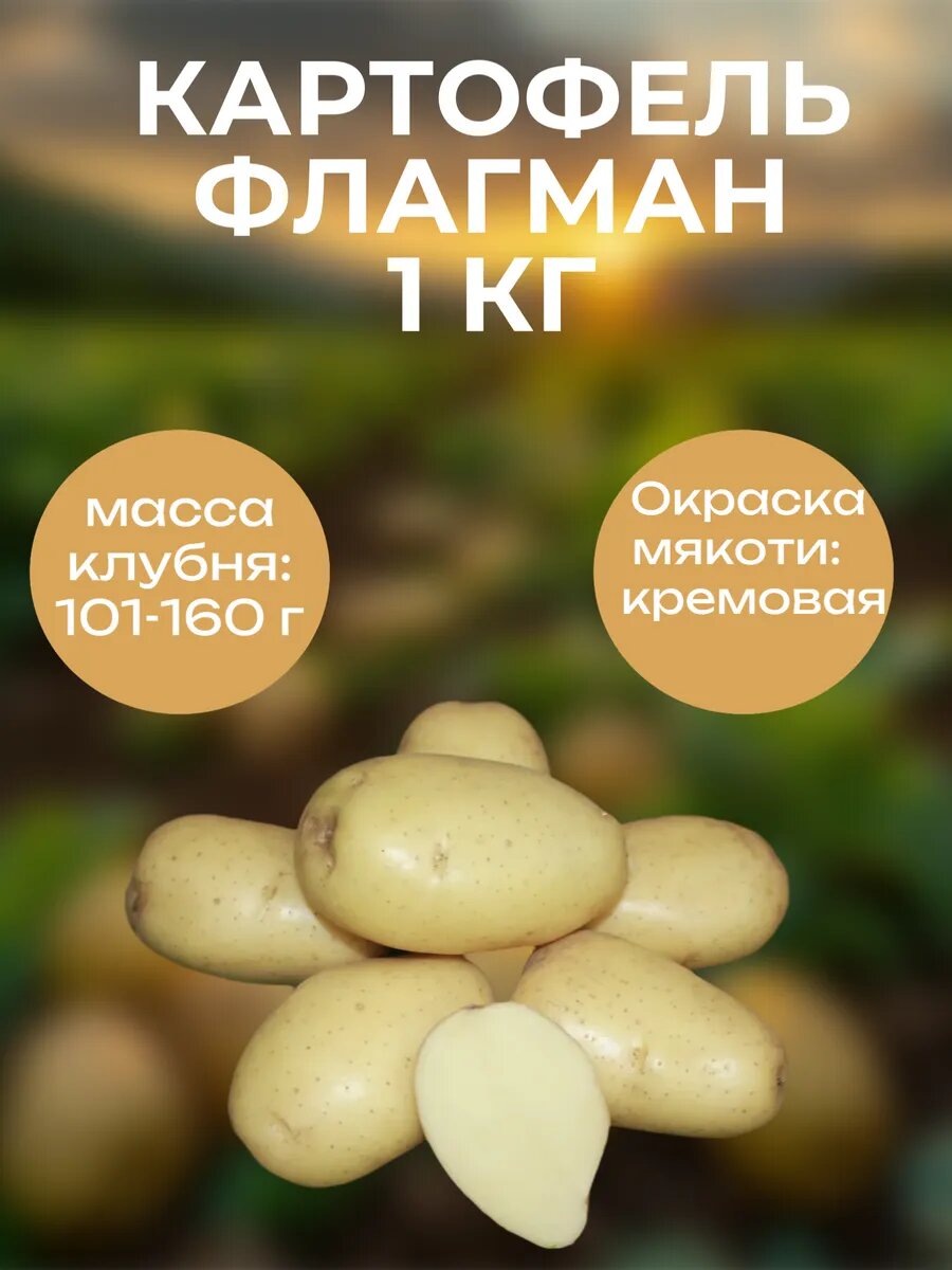 Картофель семенной Флагман, 1 кг
