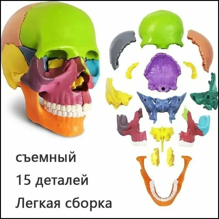 Анатомическая модель человеческого черепа, цветные черепа для изучения анатомии можно разобрать на 15 штук 1:2