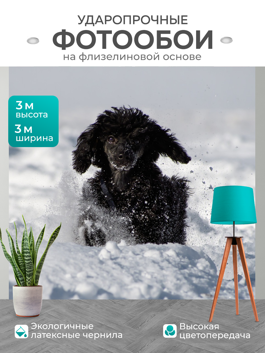 Фотообои моющиеся ударопрочные "Собака, пудель, миниатюрный пудель" 300x300 см. флизелиновые на стену