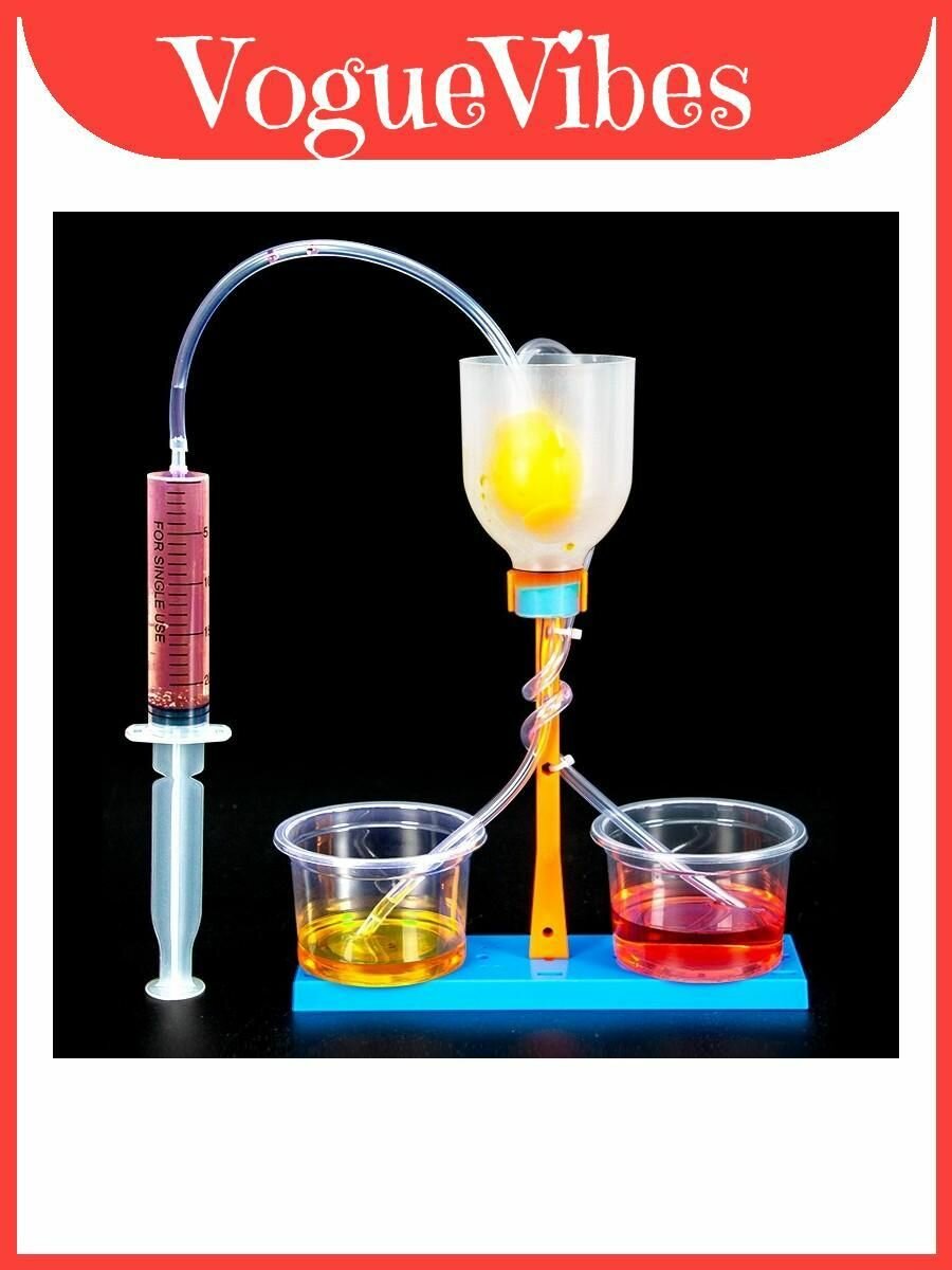 Модель почки для научных экспериментов и обучения детей