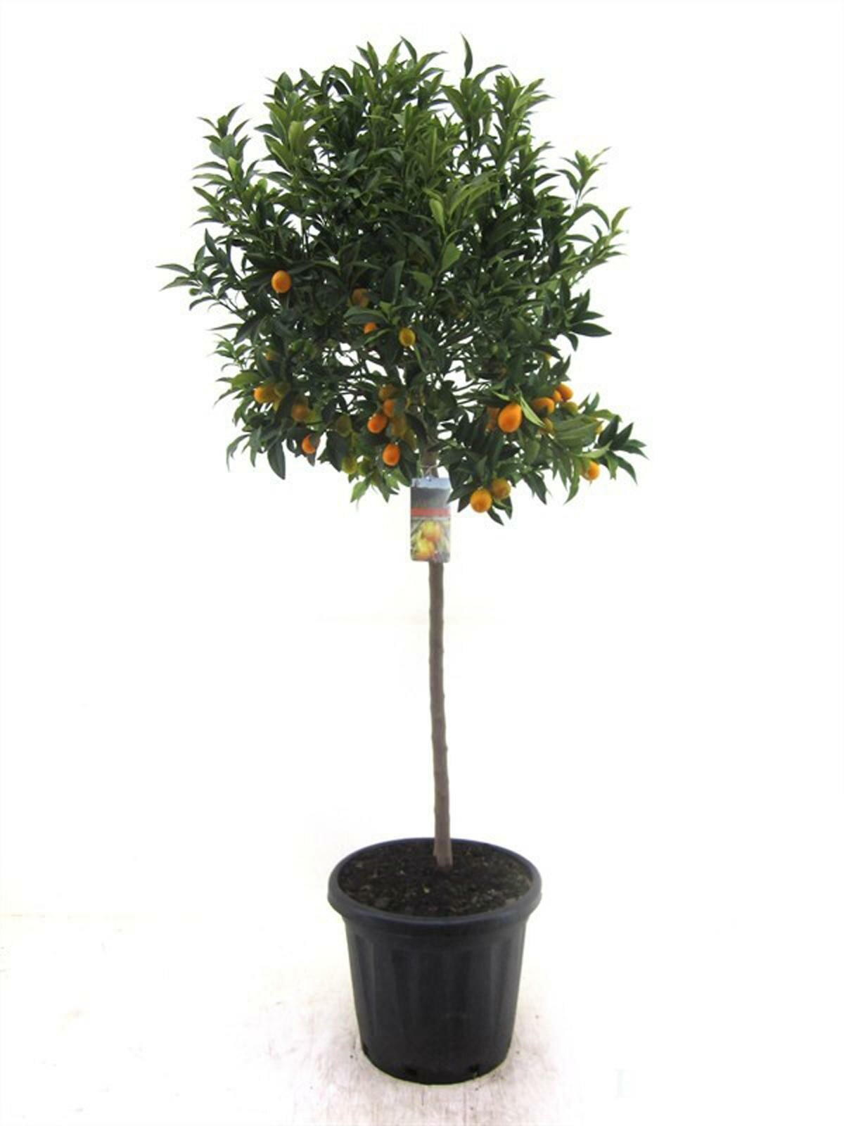 Кумкват - Kumquat D30 H140