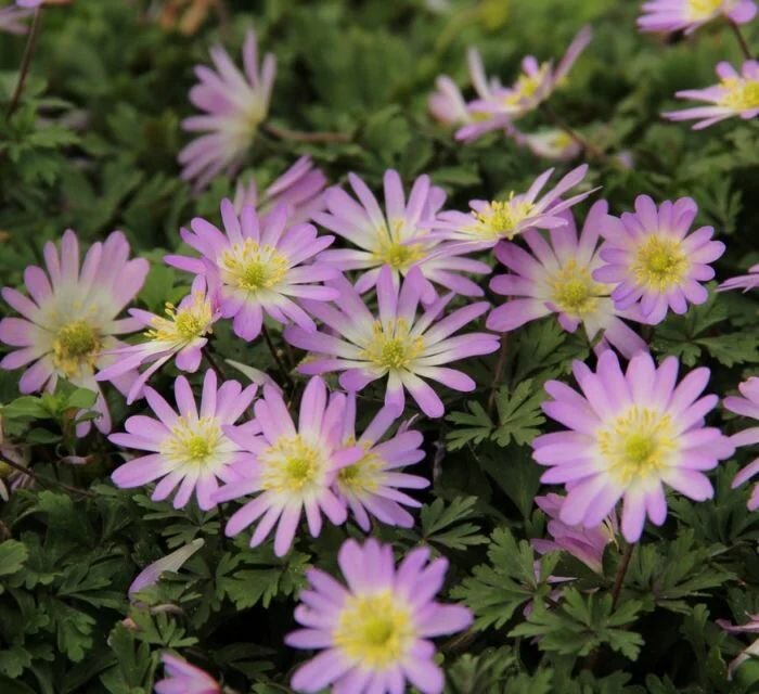 Анемона нежная Чародейка 1шт