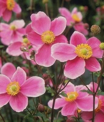 Анемона хубейская Hadspen Abundance 1шт