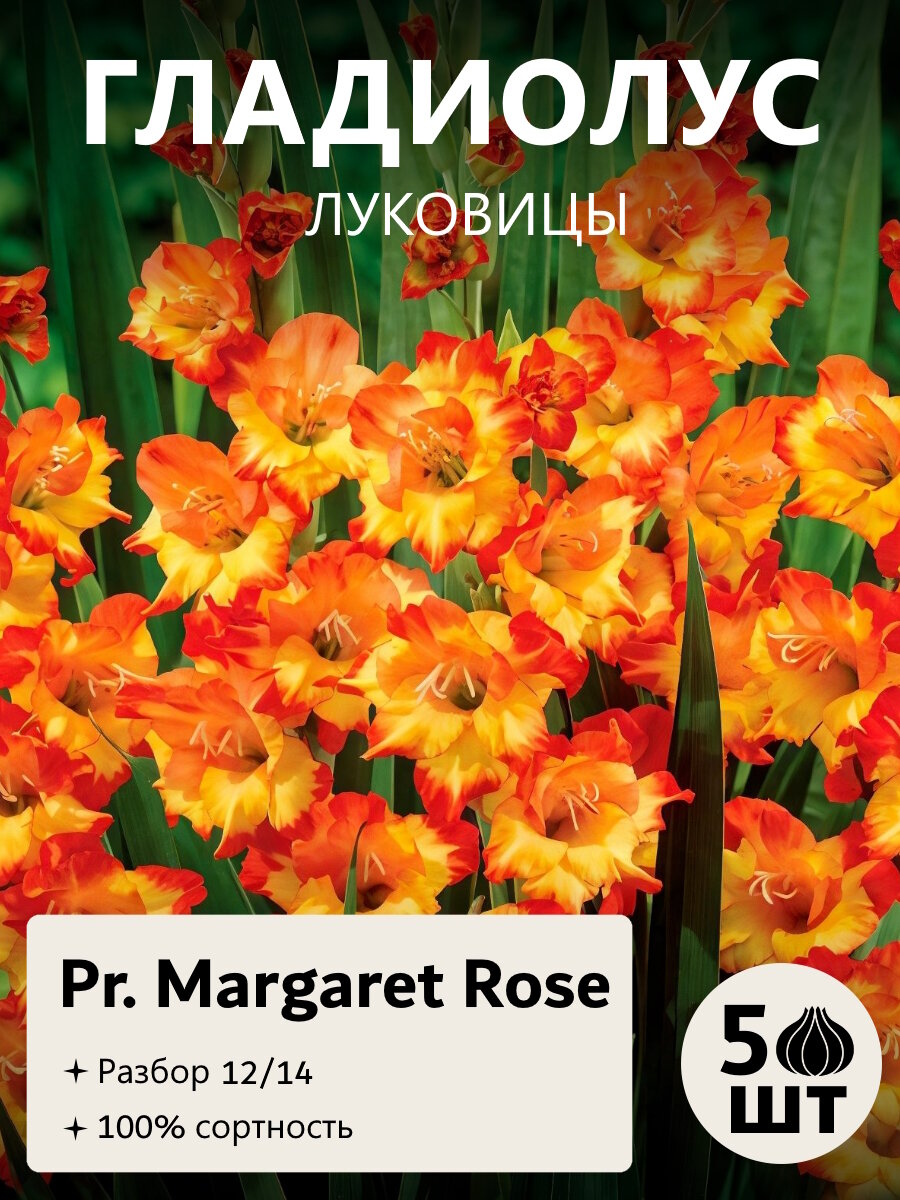 Гладиолусы луковицы крупноцветковые Принцесса Маргарет Роуз, 5 шт