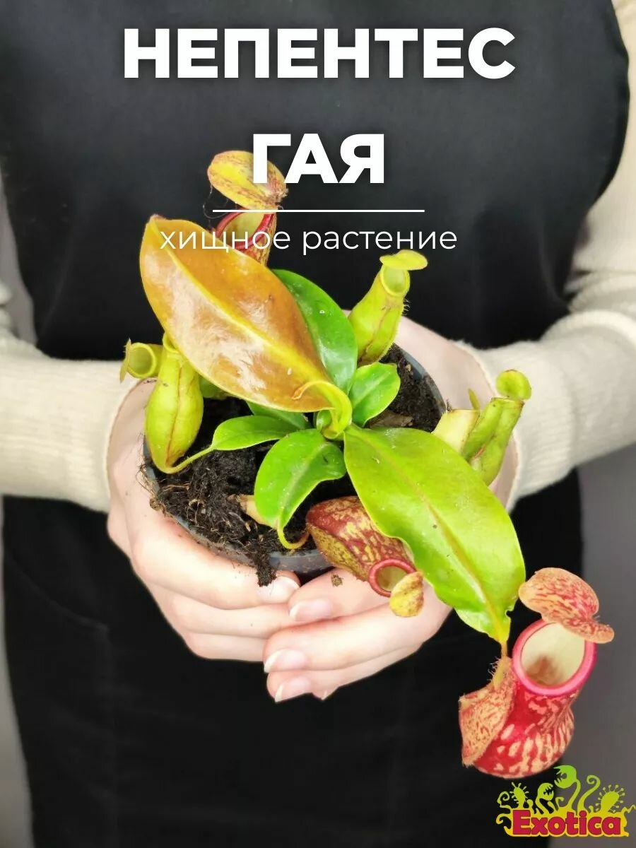 Непентес Гая (Nepenthes Gaya) D9см, насекомоядное растение
