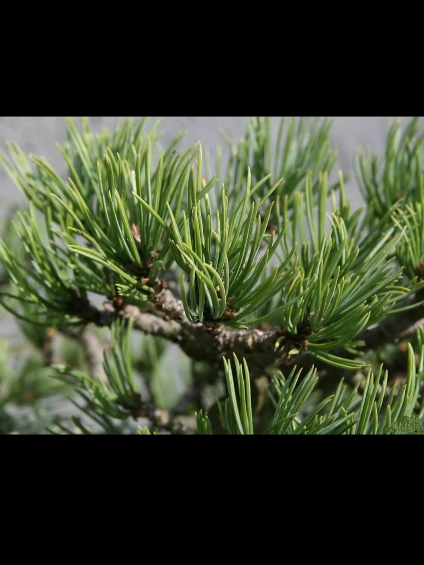 Семена Сосны Гибкой, 15 штук