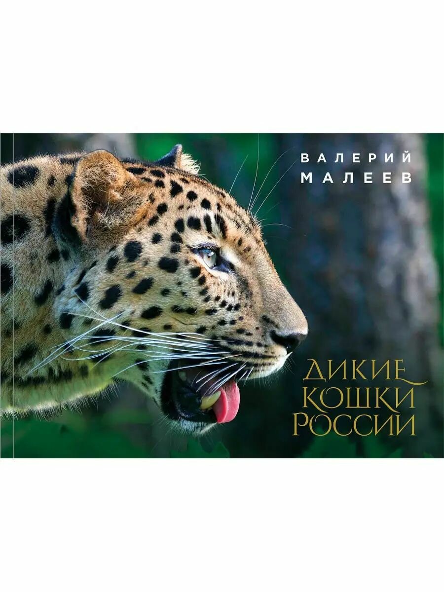 Дикие кошки России иллюстрированный авторский фотоальбом