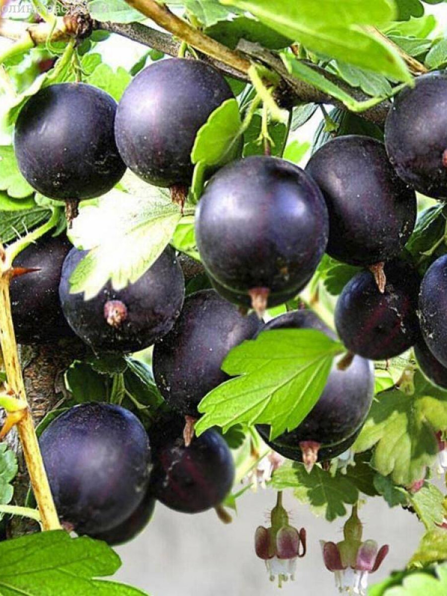 Крыжовник Черный Бархат 2 шт / многолетний, морозостойкий сорт