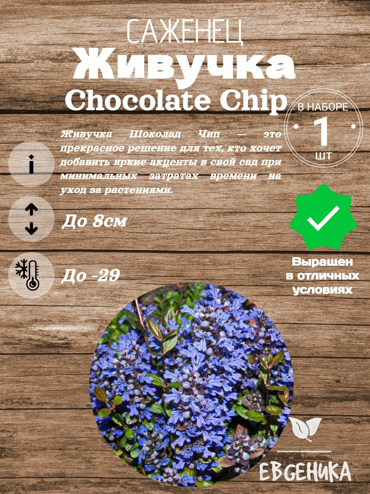 Живучка Chocolate Chip
