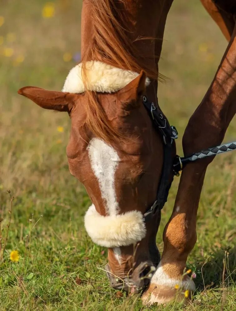 Меховушки на недоуздок Shkura-Dekor набор 2 шт (28 и 32 см) чулком бежевый