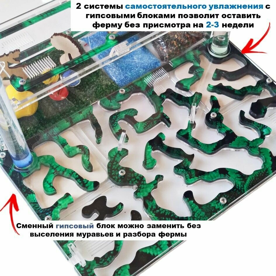 Муравьиная ферма — фото 1
