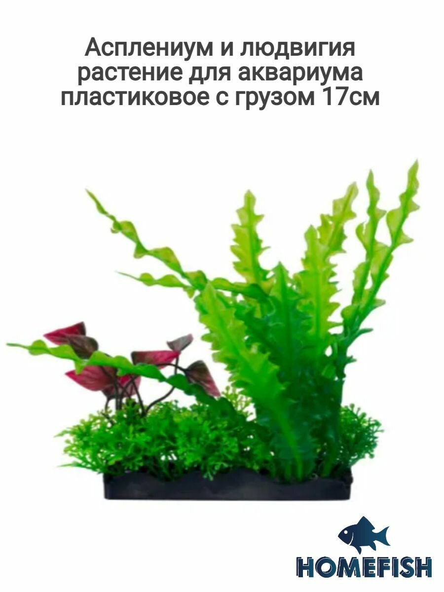 HOMEFISH 17 см Асплениум и людвигия растение для аквариума пластиковое с грузом