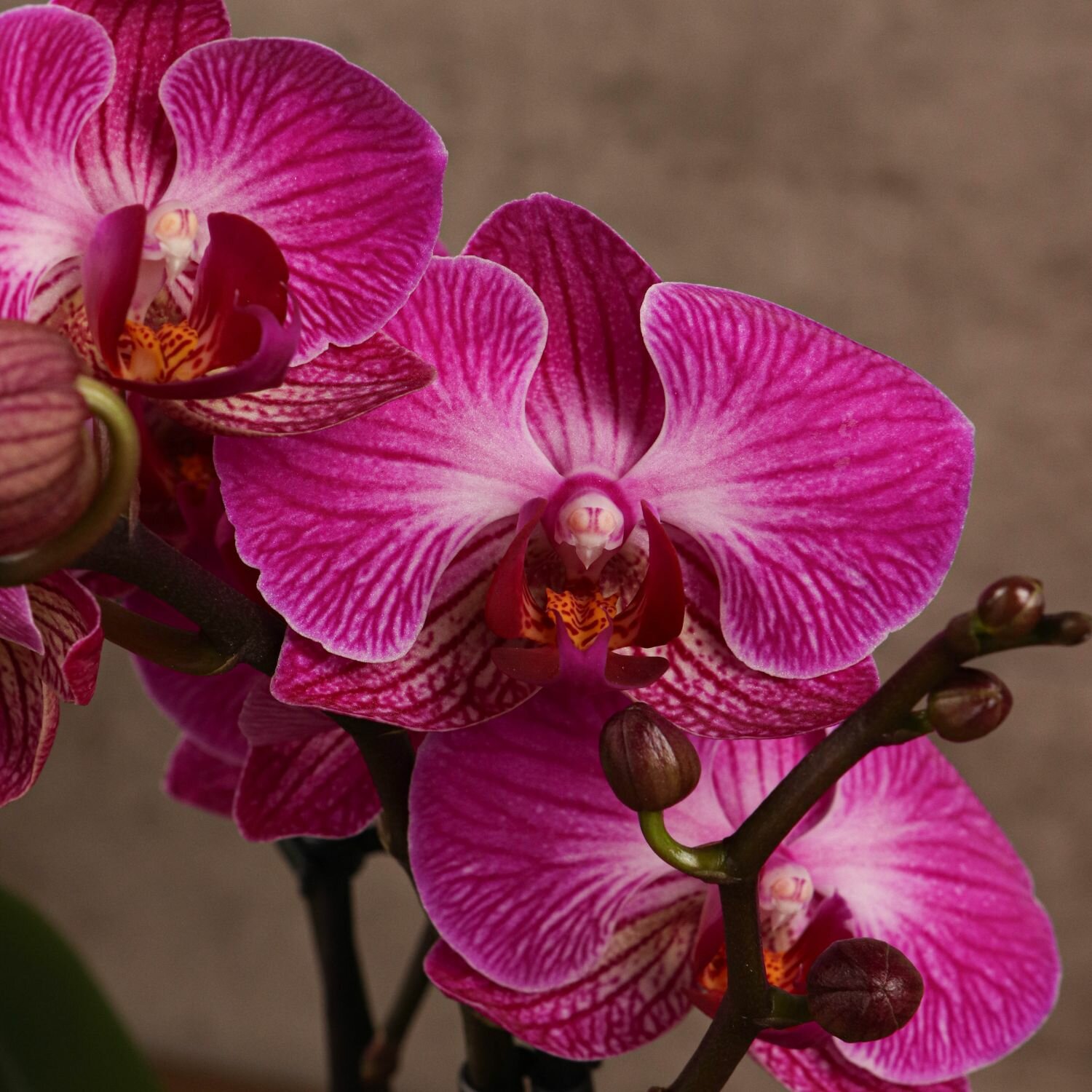 Орхидея Фаленопсис мультифлора Anthura Fortaleza 2 ст