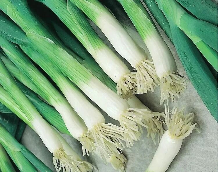 Коллекционные семена лука батун Здоровяк