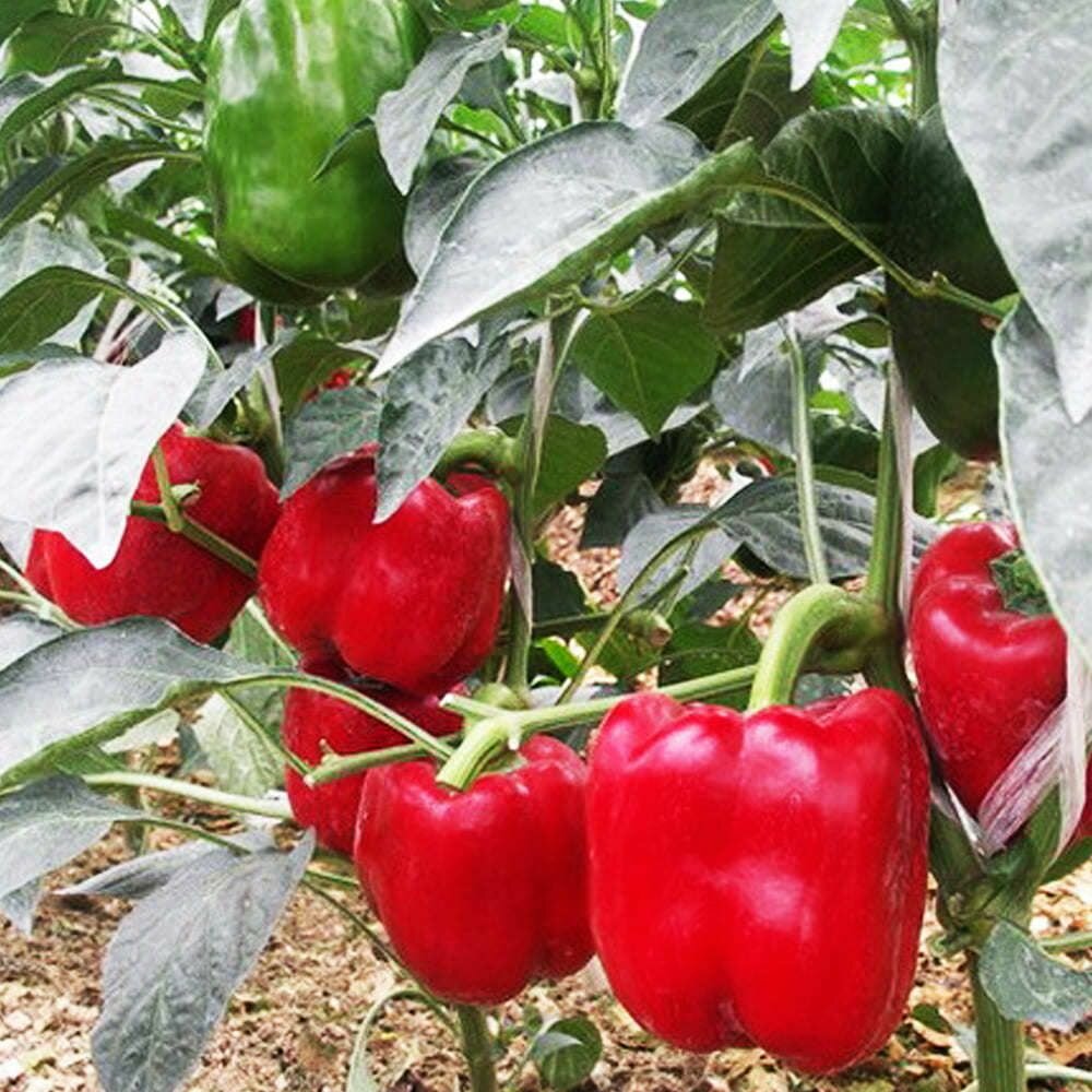 Коллекционные семена перца сладкого Сладкий от Марии