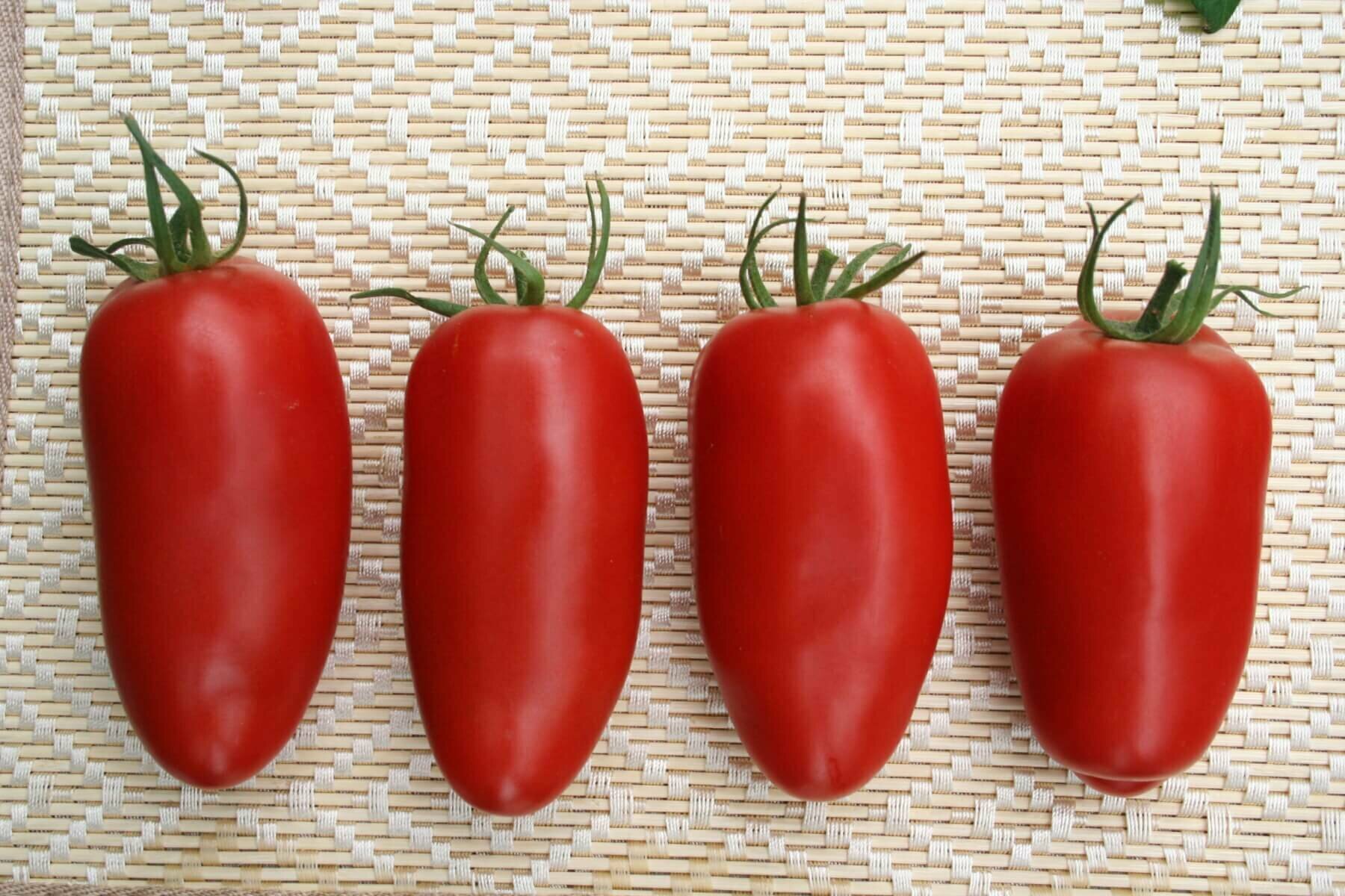 Томат Гаспачо, пригоден для редких сборов, лучший в своем виде для консервирования, 20 семян